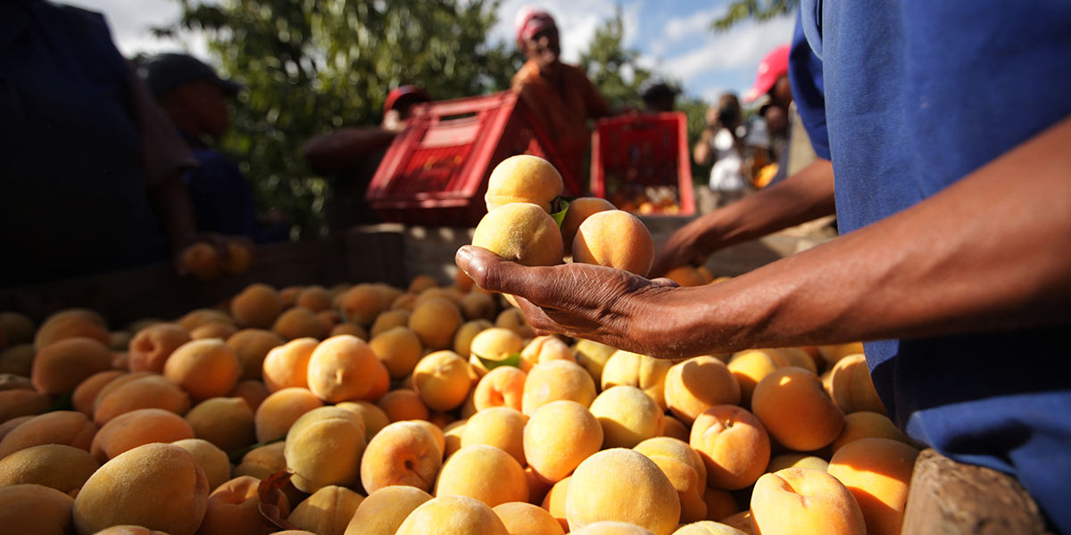 Manodopera, ecco come programmarla - Italiafruit News