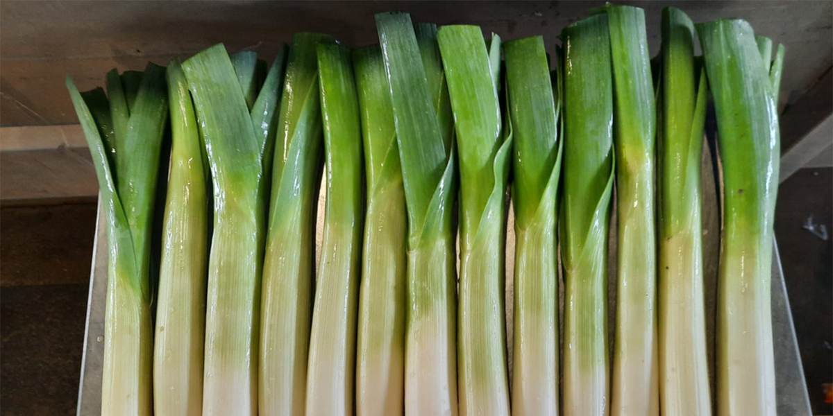 Nunhems, per il porro due novità varietali: Bokston e Maxton ...