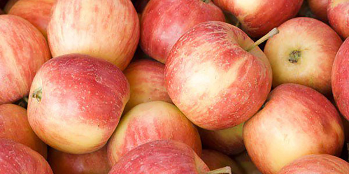«Fuji, la stagione parte male» - Italiafruit News