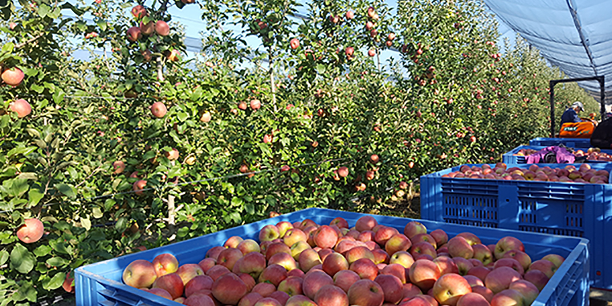 Fuji Mela Più, buone le pezzature - Italiafruit News
