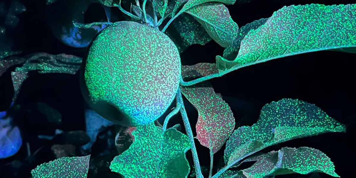 Martignani, prove notturne per vedere gli effetti della nebulizzazione ...