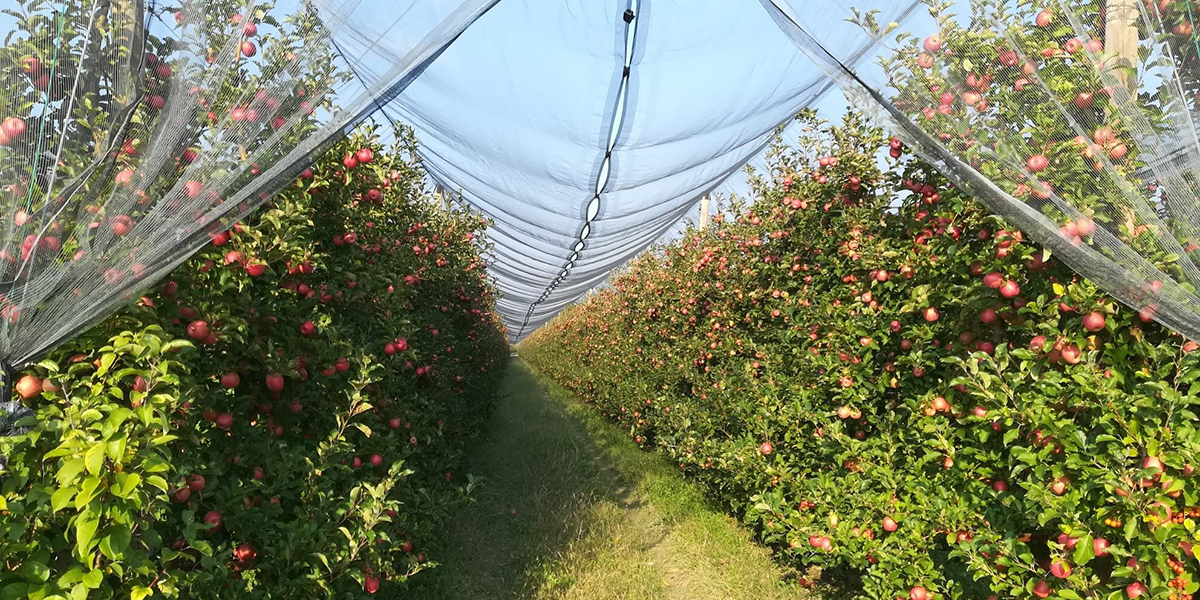 Pink Lady, la colorazione non soddisfa a pieno - Italiafruit News