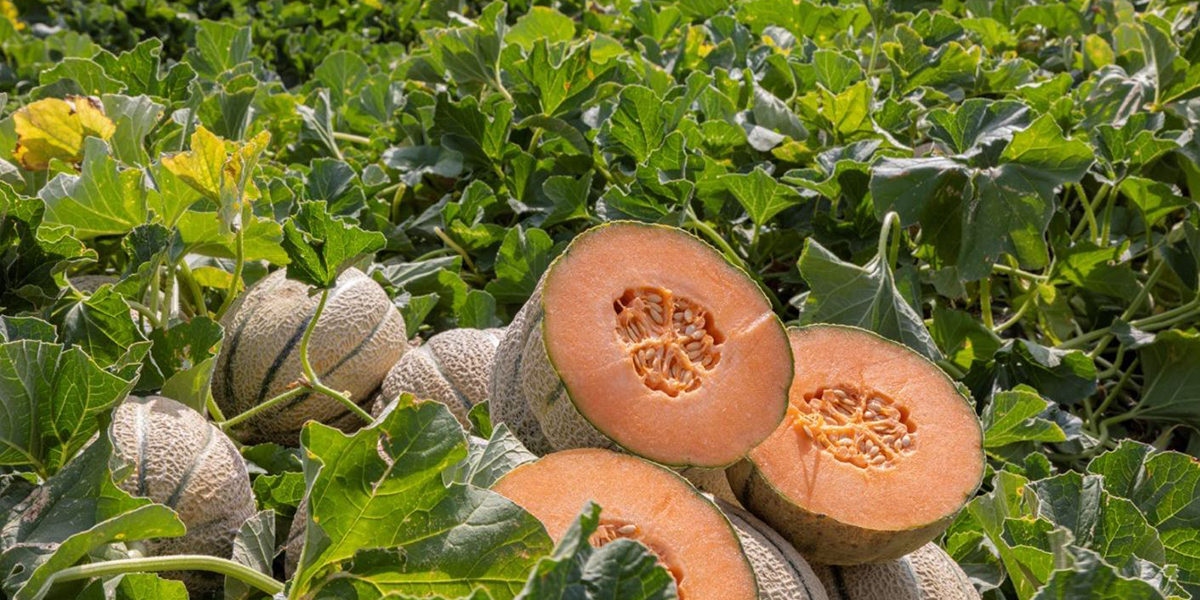 Melone Nunhems, ecco il catalogo interattivo - Italiafruit News