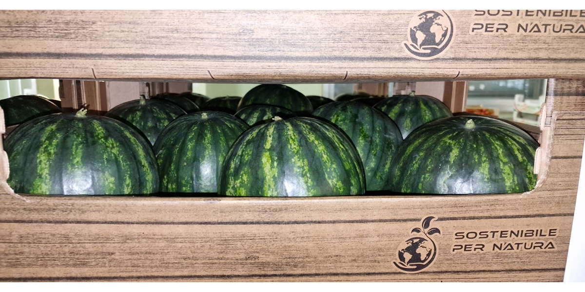 «Mini angurie siciliane, una partenza entusiasmante» - Italiafruit News