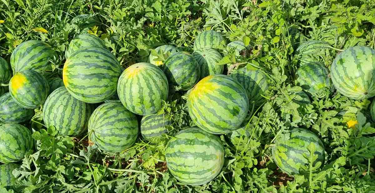 Il Marchio Sunny per le mini-angurie di Vilmorin-Mikado - Italiafruit News