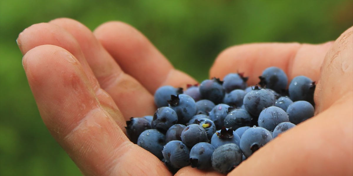 Il mirtillo protagonista all'International Blueberry Days - Italiafruit ...