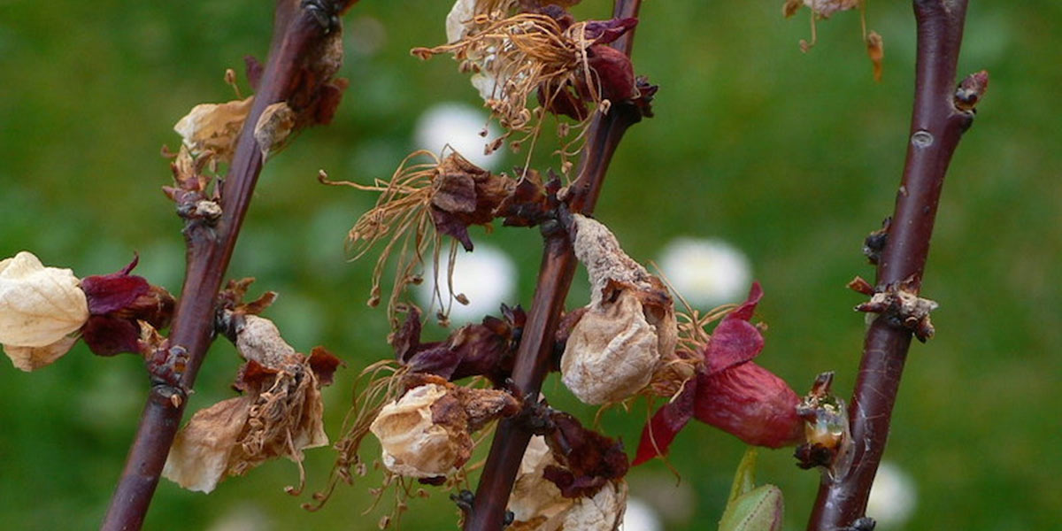 Monilia, con Revysion un aiuto per i frutticoltori - Italiafruit News