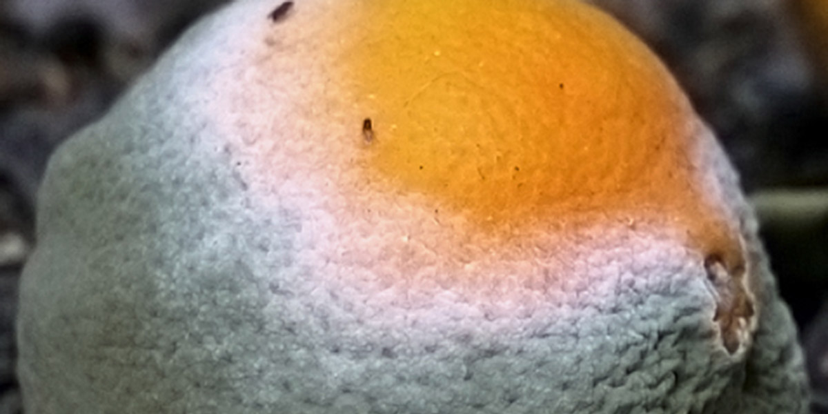 Muffa verde sugli agrumi, si combatte con una proteina - Italiafruit News