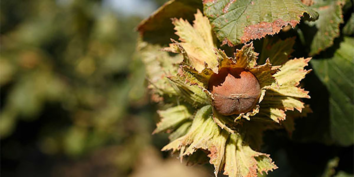 Nocciole, in dieci anni 20.000 ettari in più - Italiafruit News