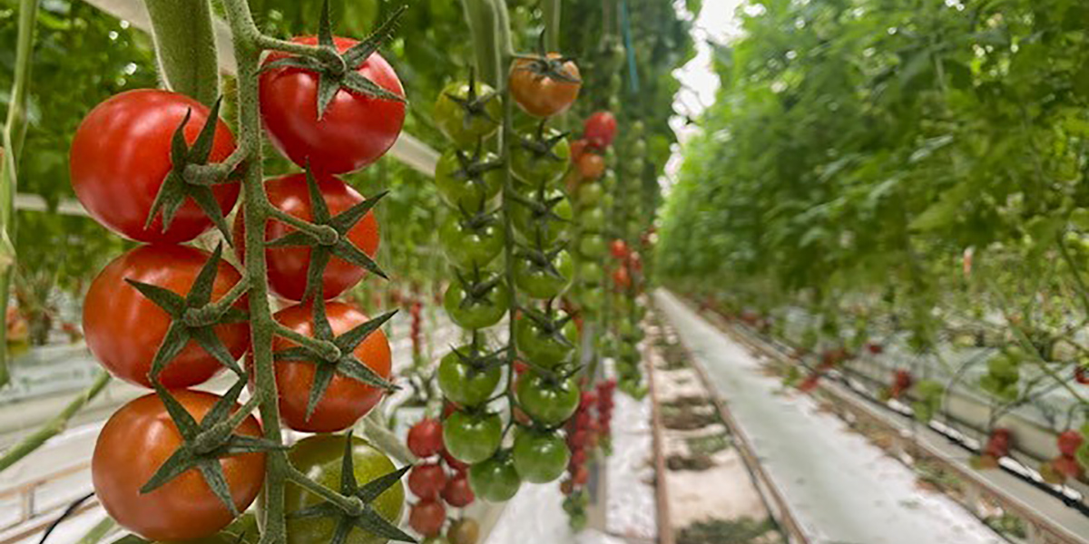 Nunhems apre il Tomato Experience Center nei Paesi Bassi - Italiafruit News