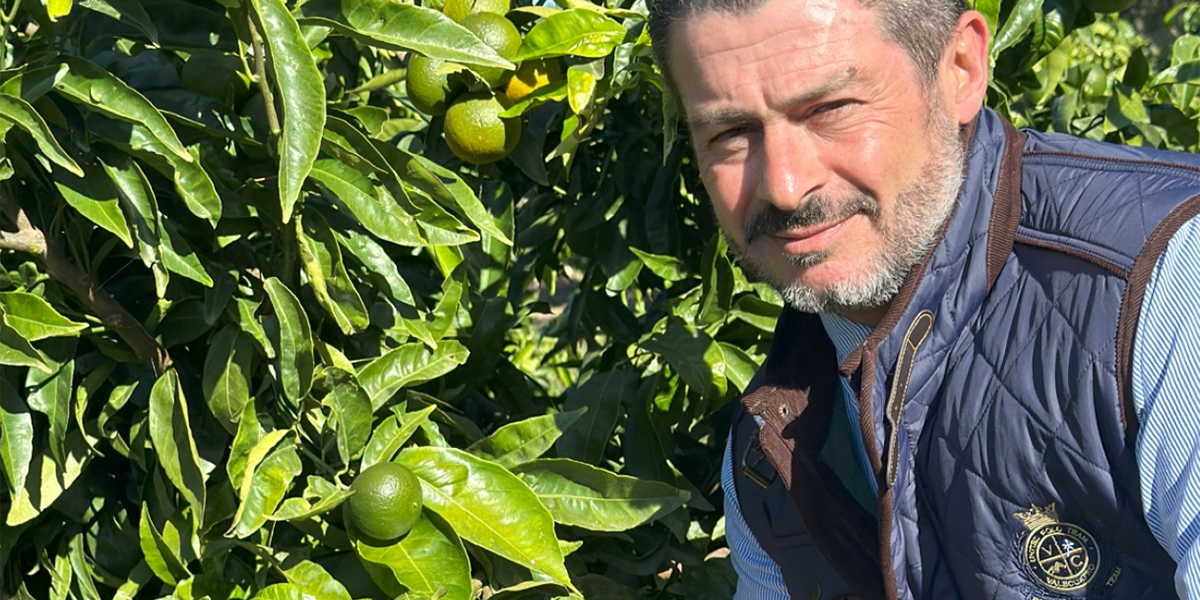 Perrina: una clementina tardiva made in Ue per limitare l'import da ...