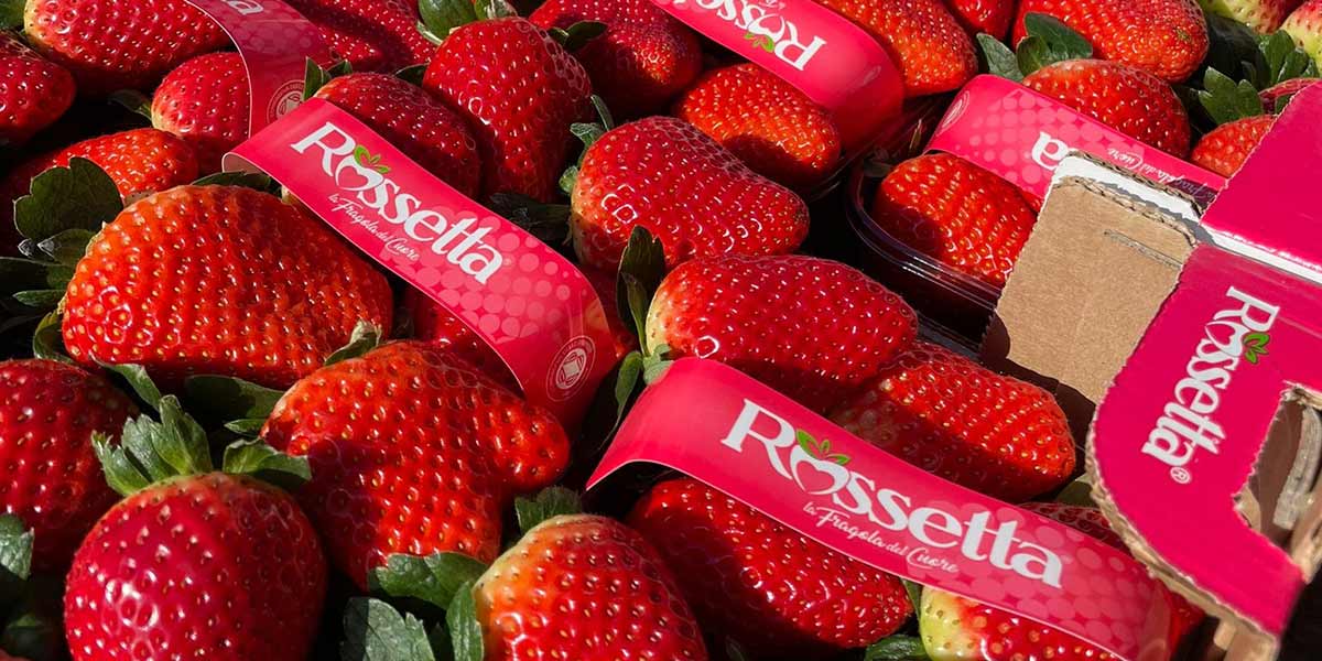 «Fragole, i risultati della ricerca si vedono eccome» - Italiafruit News
