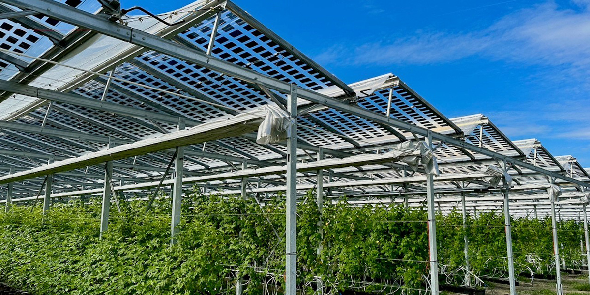 Insolight: l’agrivoltaico che cambia il futuro dell’agricoltura ...