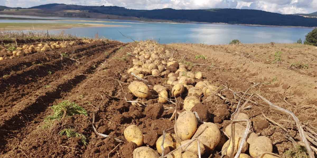 Patate della Sila, si parte con le semine per il prodotto di settembre ...
