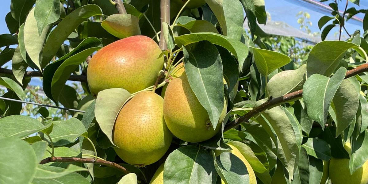 Eden Gold cambia passo: volumi quadruplicati e boom all’estero ...