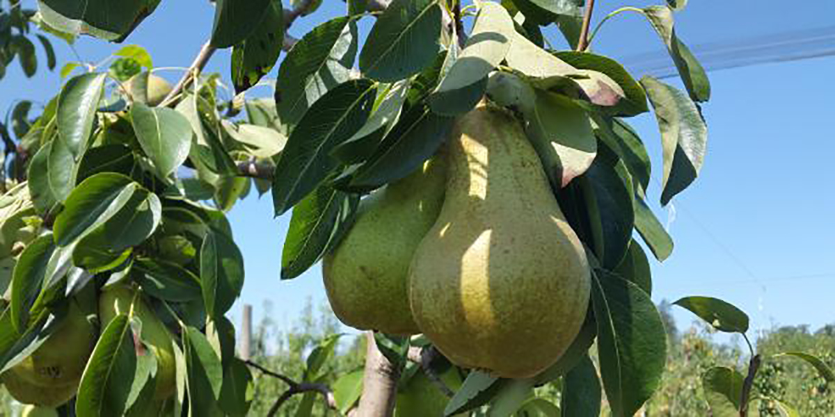 Nella Granda crolla la produzione di pere e ciliegie - Italiafruit News