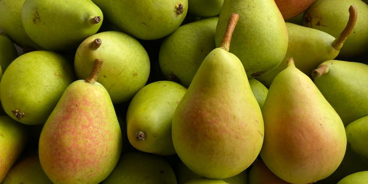 Pere italiane, si aprono le porte della Cina - Italiafruit News