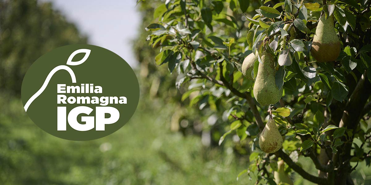 La pera dell'Emilia Romagna Igp è pronta a rialzarsi - Italiafruit News