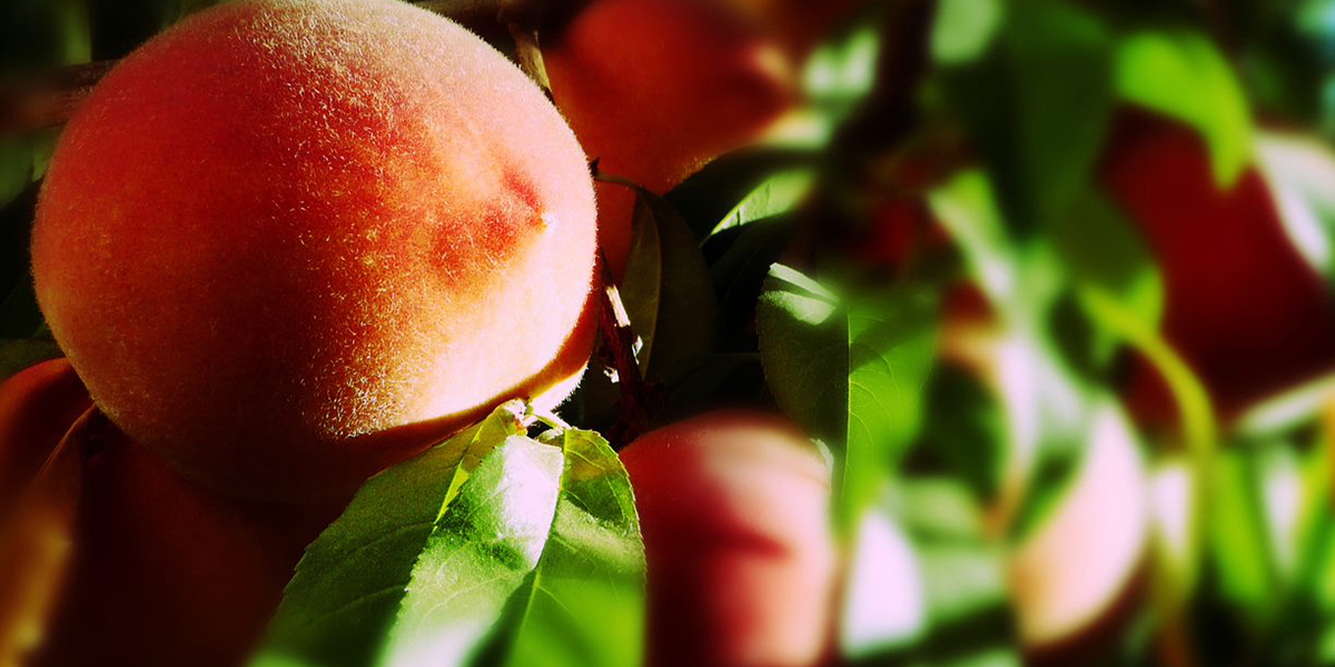 Pesche e nettarine di Romagna, campagna in chiaroscuro - Italiafruit News