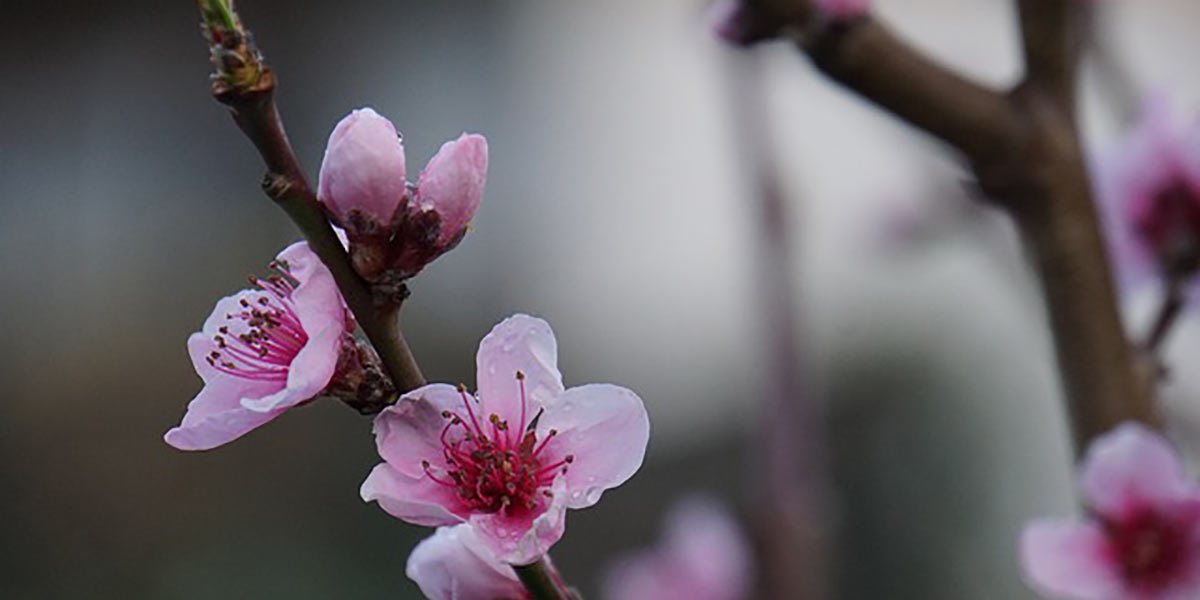 Xylella, in Portogallo si estende anche a pesco e ciliegio ...