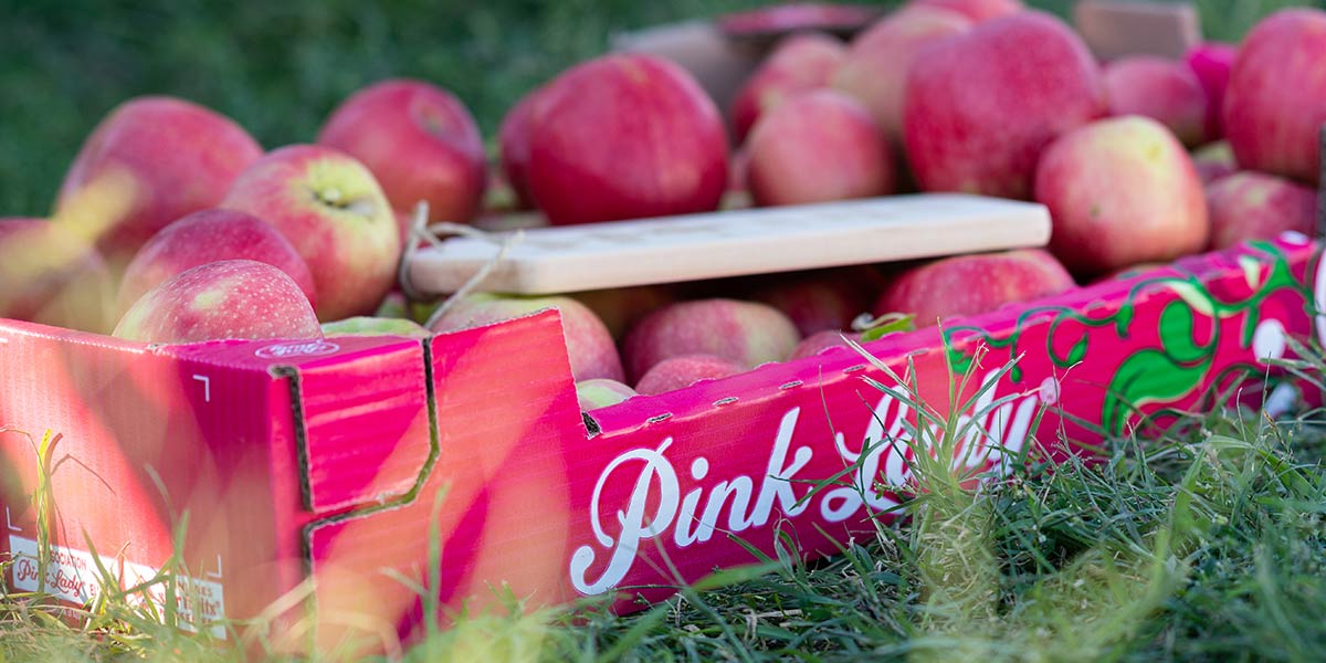 Pink Lady, torna l'iniziativa Adotta un albero - Italiafruit News