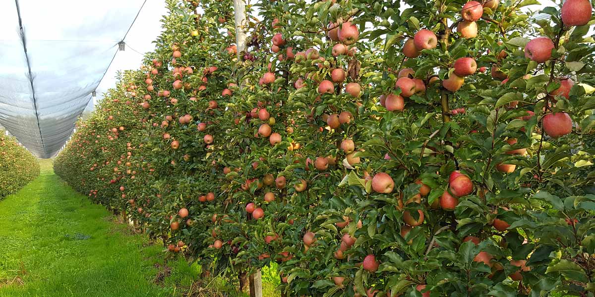 La mela Pink Lady® afferma la sua leadership in Europa - Italiafruit News