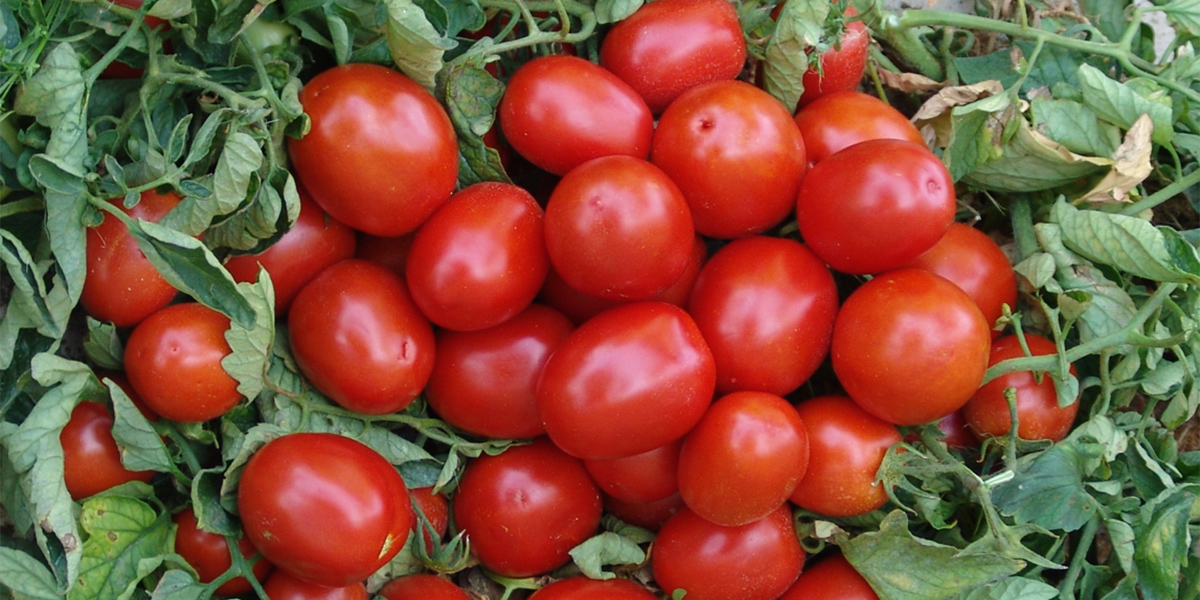 Nutrizione del pomodoro da industria: Calciocianamide Perlka® migliora ...