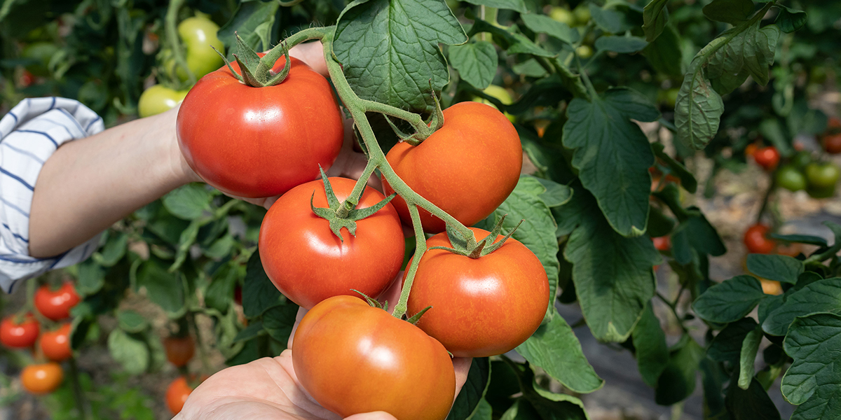 Hazera e HM.Clause a Fruit Logistica 2026: innovazione e sostenibilità ...