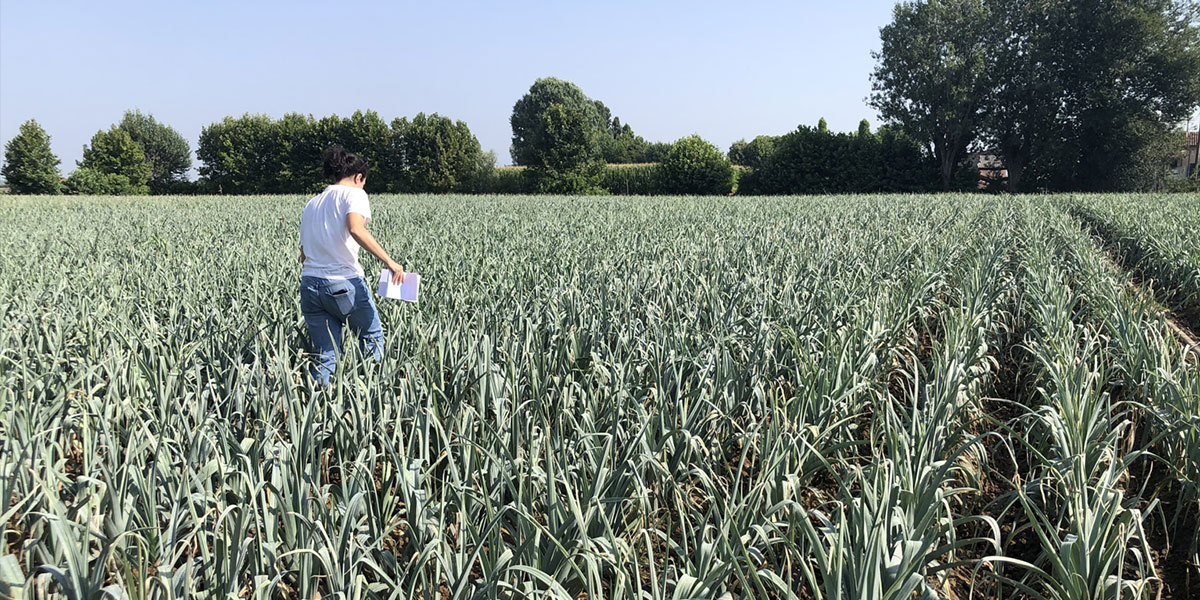 Quattro nuove varietà di porro firmate Rijk Zwaan - Italiafruit News