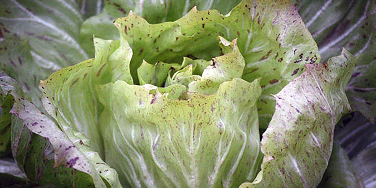 Radicchio Variegato, in cinque anni produzione aumentata dell'88% ...