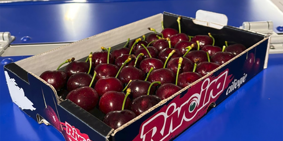 Rivoira: le super-ciliegie nell’alveolo da masterclass - Italiafruit News