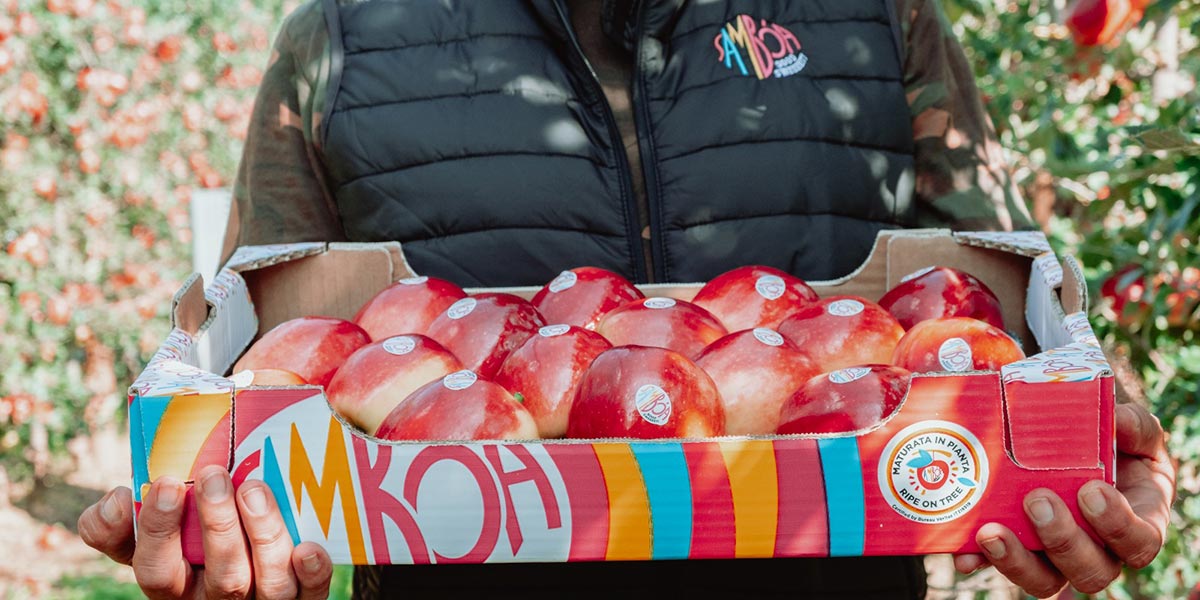 Samboa, debutto convincente: le mele extra dolci conquistano i mercati ...