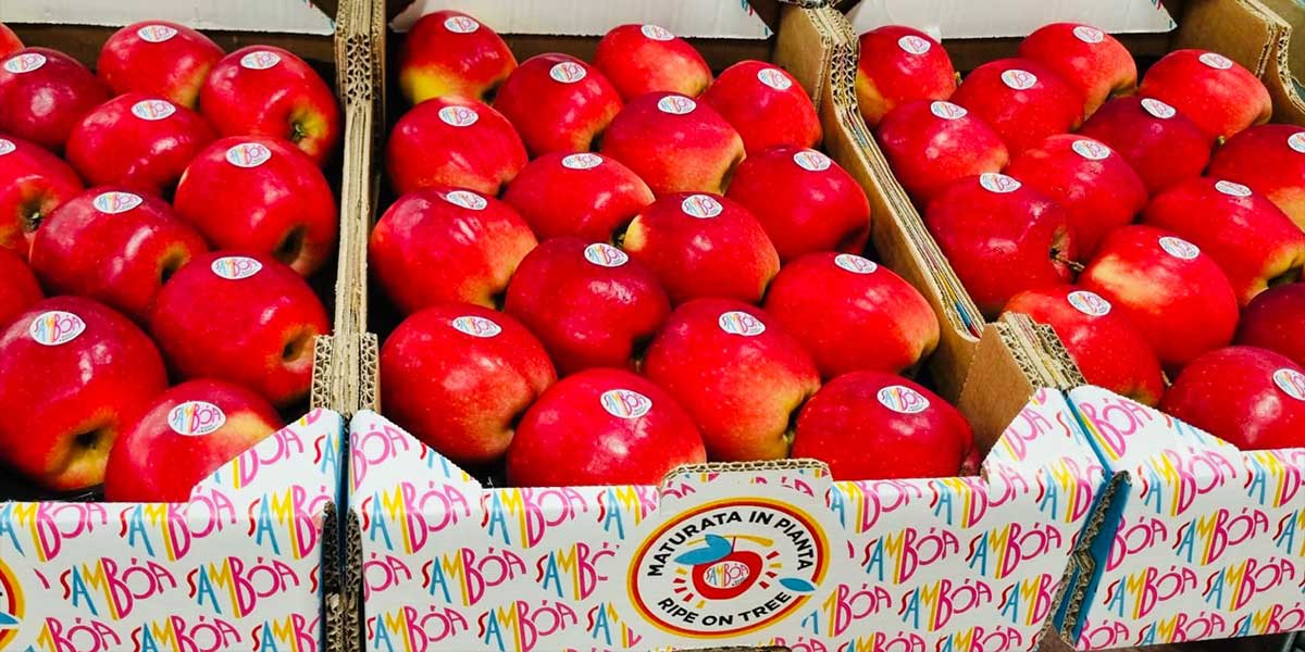 Samboa, arrivano le extrasweet maturate in pianta - Italiafruit News