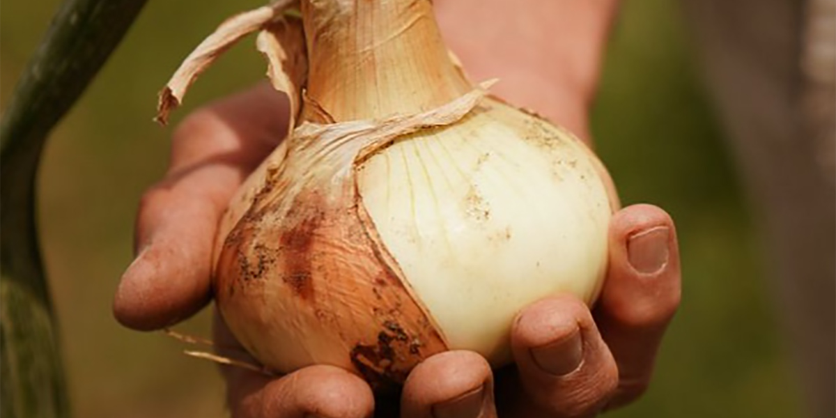 La cipolla dell’acqua di Santarcangelo di Romagna è Presidio Slow Food ...