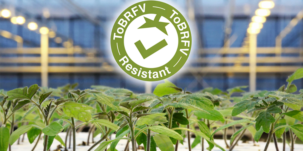 Syngenta lancia la prima gamma completa di portinnesti anti-ToBRFV ...