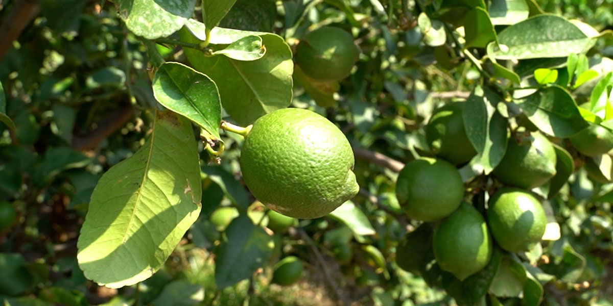 Più valore alla filiera del limone dell'Etna - Italiafruit News