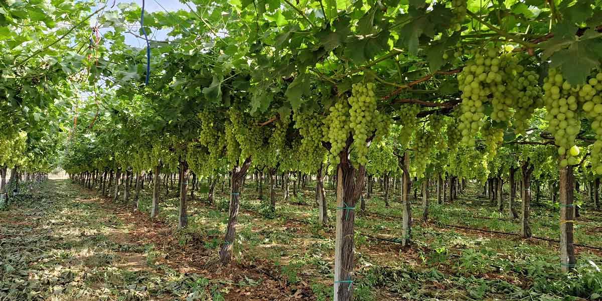 Progetto UVAPULIA, le ultime visite in campo promosse da Grape&Grape ...