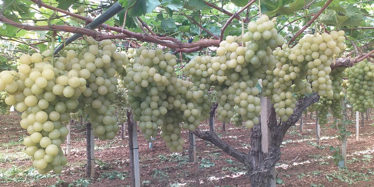Giù le mani dalle uve tradizionali - Italiafruit News
