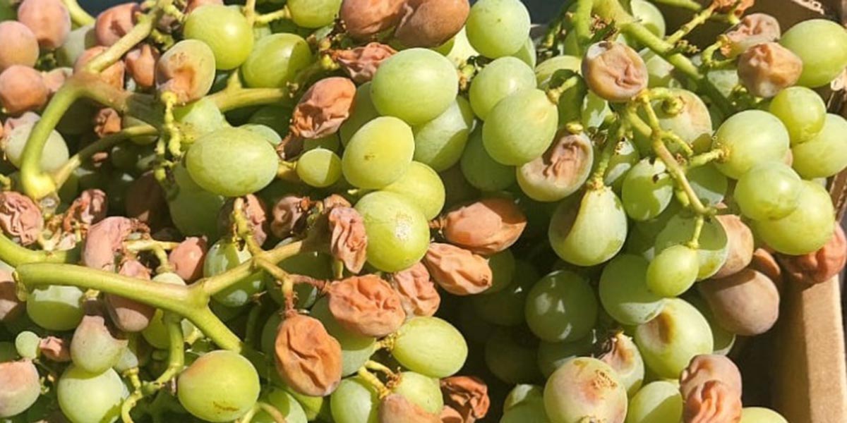Peronospora su uva, in Puglia riconosciuto lo stato di calamità ...