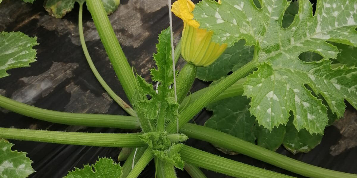 Sos zucchine col fiore - Italiafruit News