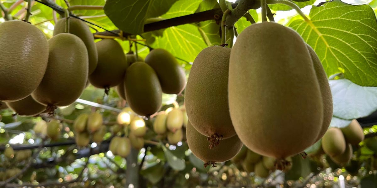 Come cambia la mappa della frutta italiana - Italiafruit News