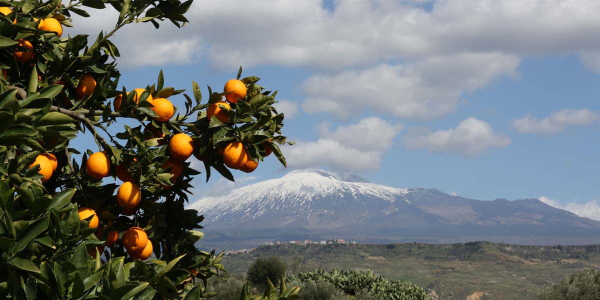 «Arancia rossa dell’Etna, così alziamo l’asticella» - Italiafruit News