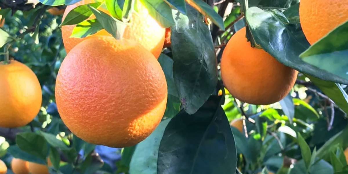 Arancia rossa di Sicilia, siccità e venti di scirocco complicano la ...