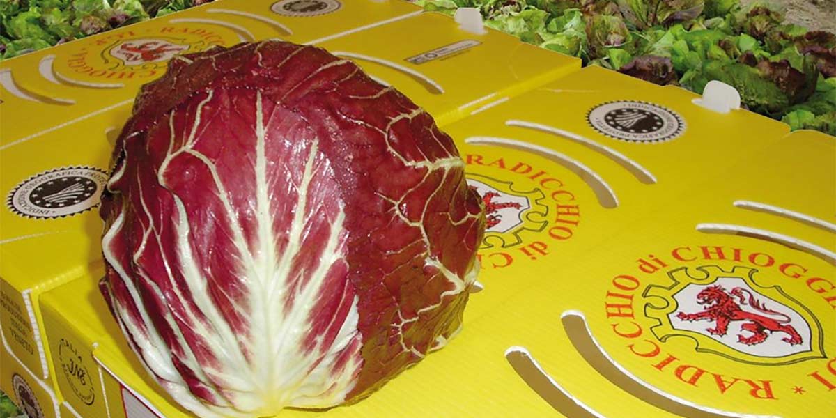 Il radicchio di Chioggia arriva in Liguria - Italiafruit News