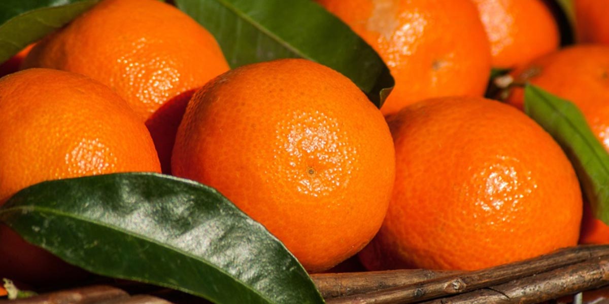 «Agrumi, serve una svolta alla stagione» - Italiafruit News