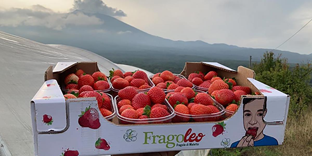 Anche la Sicilia ha le sue fragole d’alta montagna - Italiafruit News