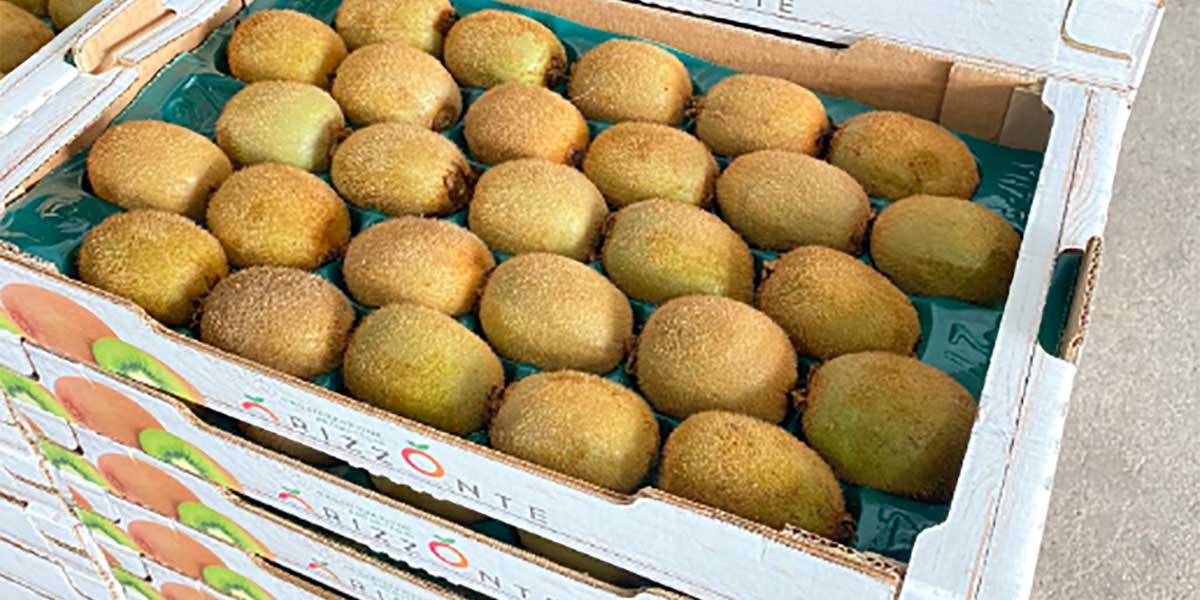 Kiwi Hayward, in Calabria si inizia in affanno - Italiafruit News