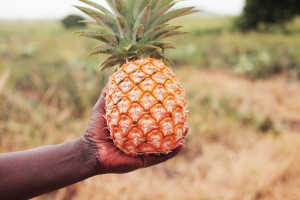 ANANAS MADE IN GHANA: EXPORT AI MINIMI - Italiafruit News