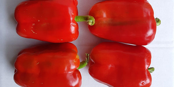 Nunhems, ecco il peperone Stanislao: numerose resistenze - Italiafruit News