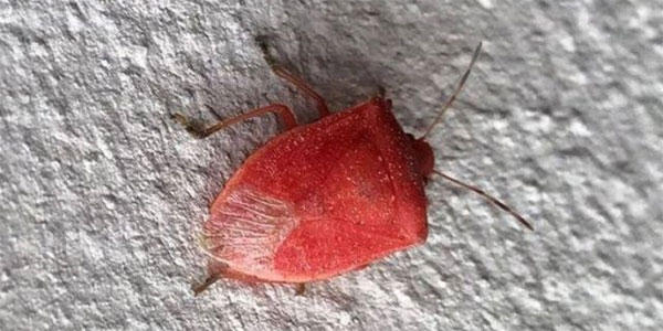 Adesso spunta anche la cimice rossa - Italiafruit News